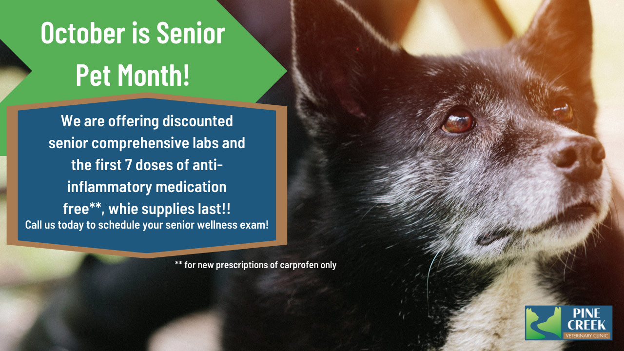 October Is Senior Pets Month | Pine Creek Veterinary Clinic, Inc.