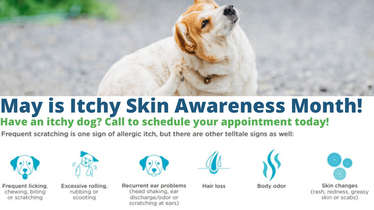 Itchy Skin Awareness Month: Allergies in Dogs | Pine Creek Veterinary ...