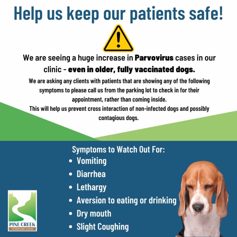 Veterinarian in Nevada City, CA | Pine Creek Veterinary Clinic, Inc.